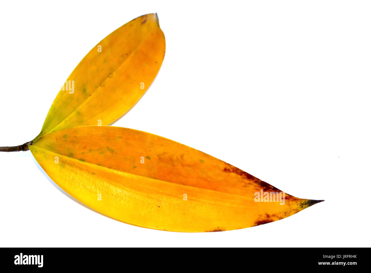 leaf isolated on white background Stock Photo - Alamy