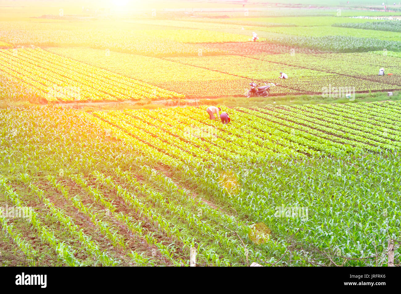 field of vegetables Stock Photo - Alamy
