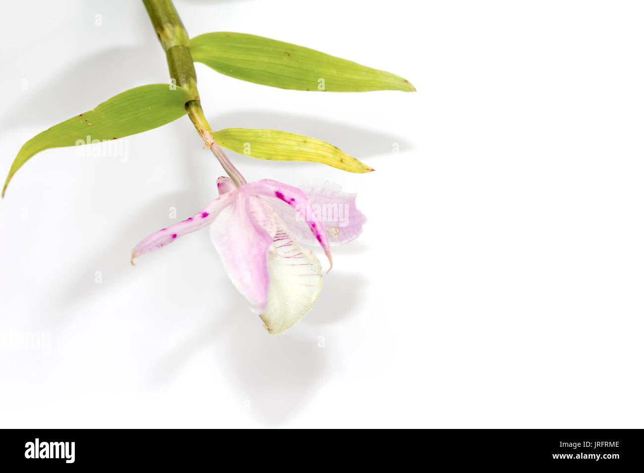 Flower isolated on white background Stock Photo - Alamy