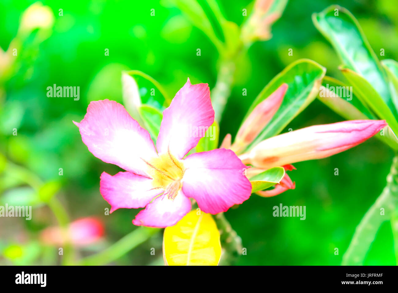Flower isolated on white background Stock Photo - Alamy