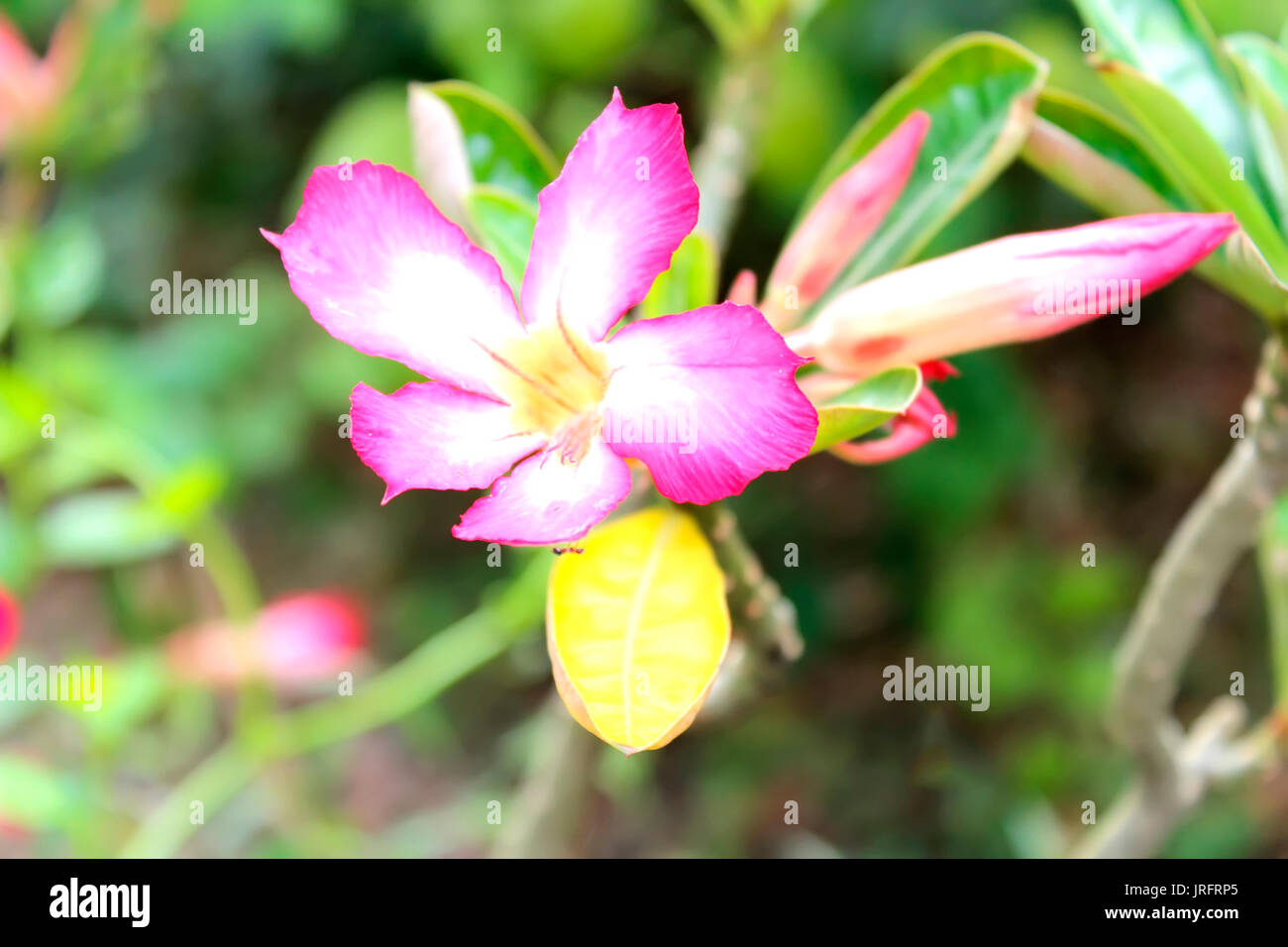 Flower isolated on white background Stock Photo - Alamy