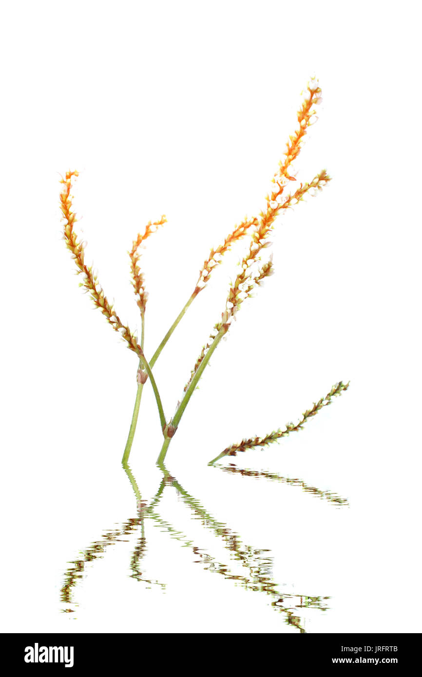 Flower isolated on white background Stock Photo - Alamy