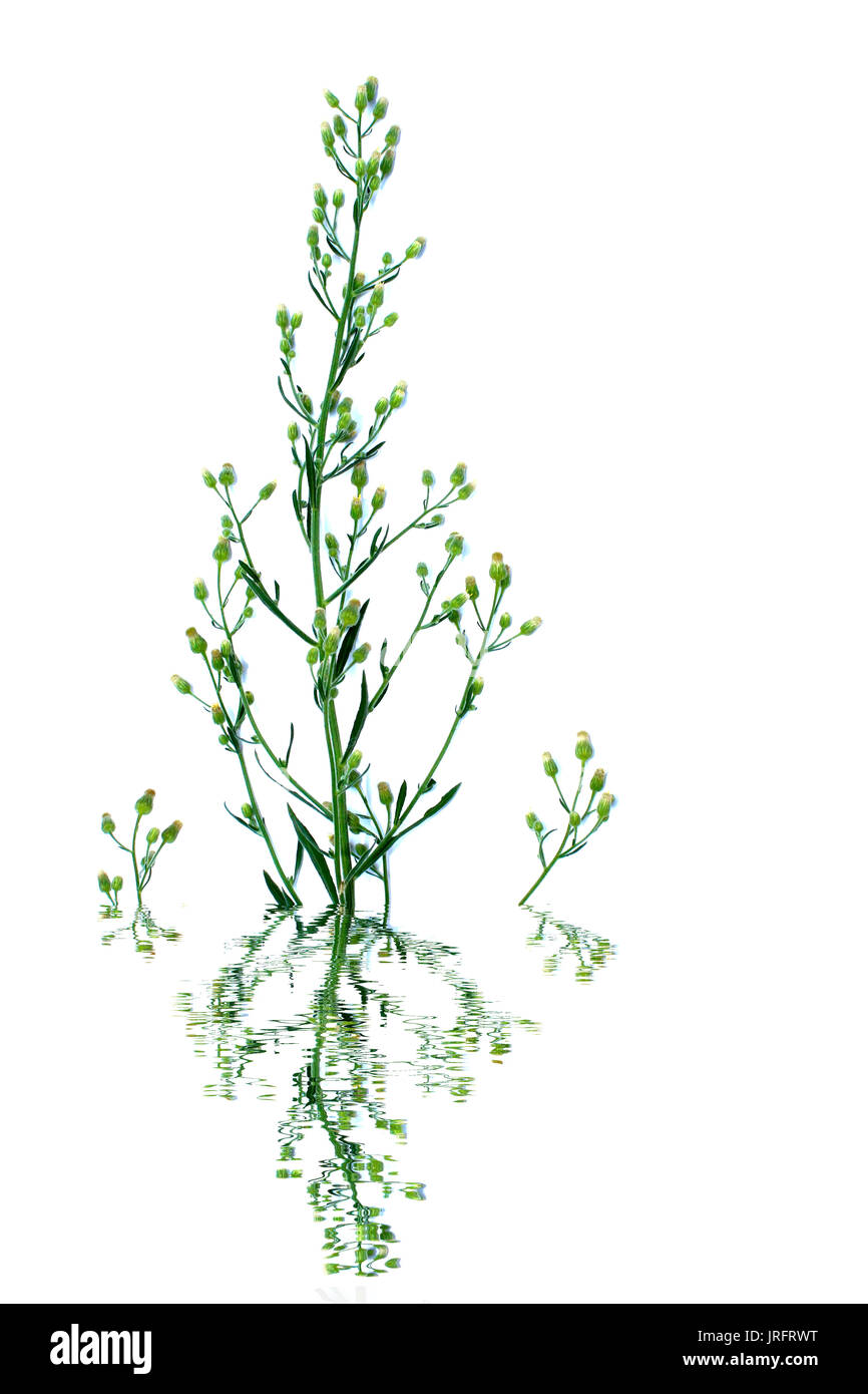 Flower isolated on white background Stock Photo - Alamy