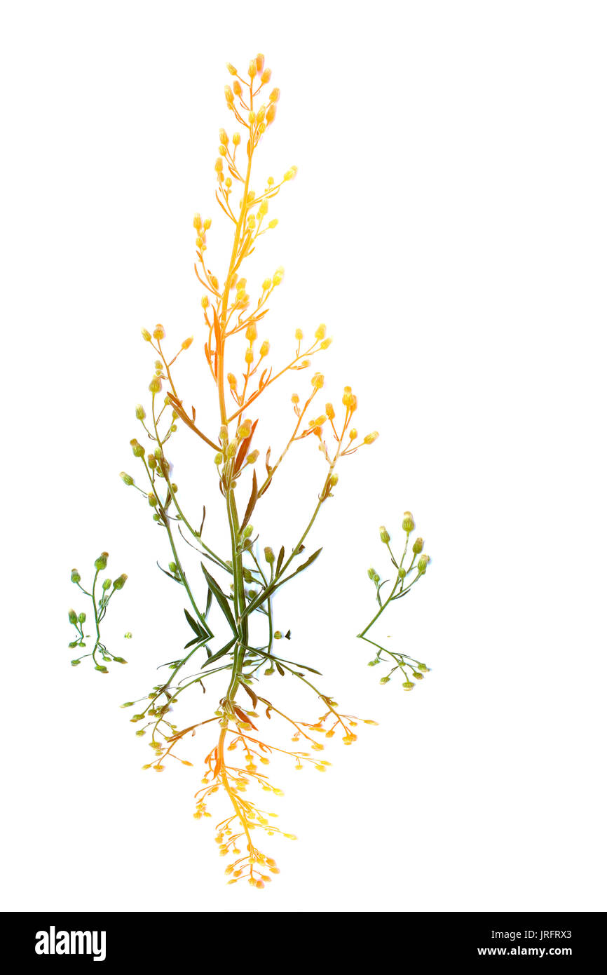 Flower isolated on white background Stock Photo - Alamy