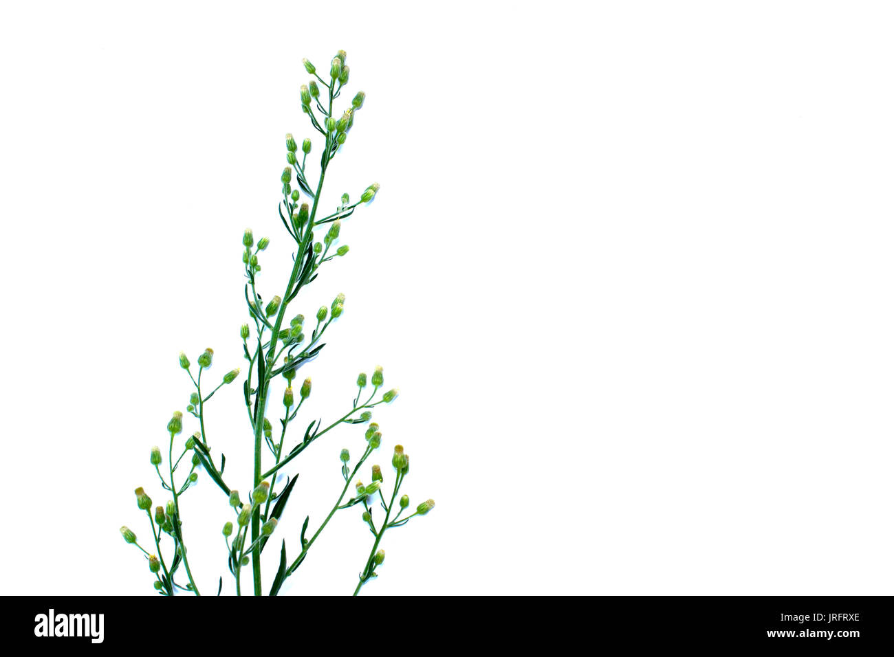 Flower isolated on white background Stock Photo - Alamy