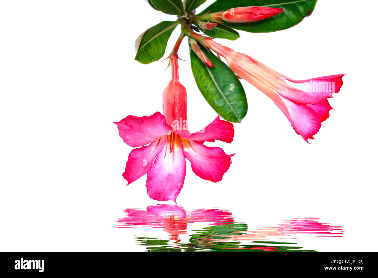 Flower isolated on white background Stock Photo - Alamy