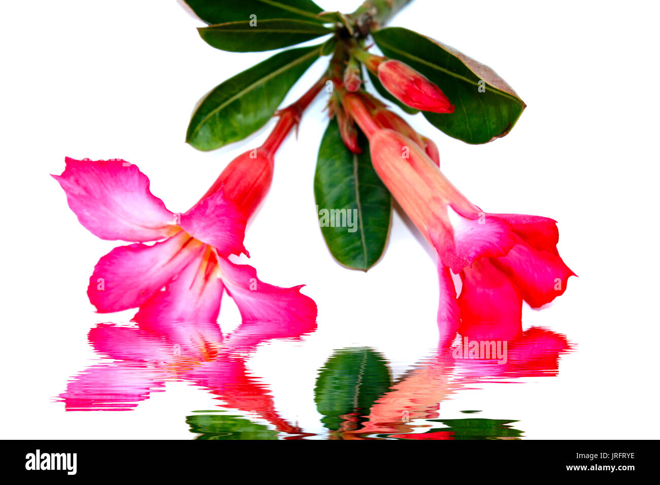 Flower isolated on white background Stock Photo - Alamy