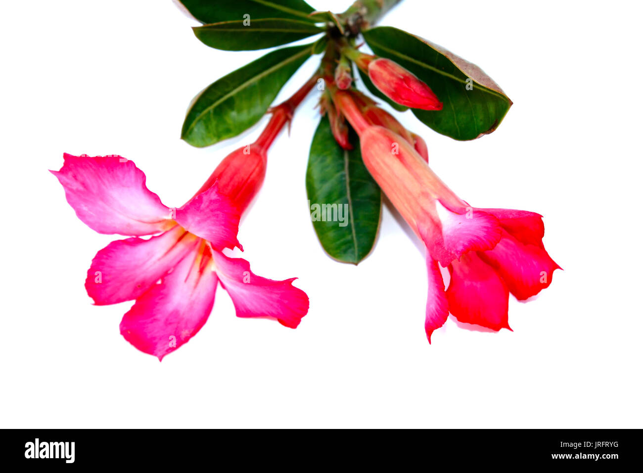 Flower isolated on white background Stock Photo - Alamy