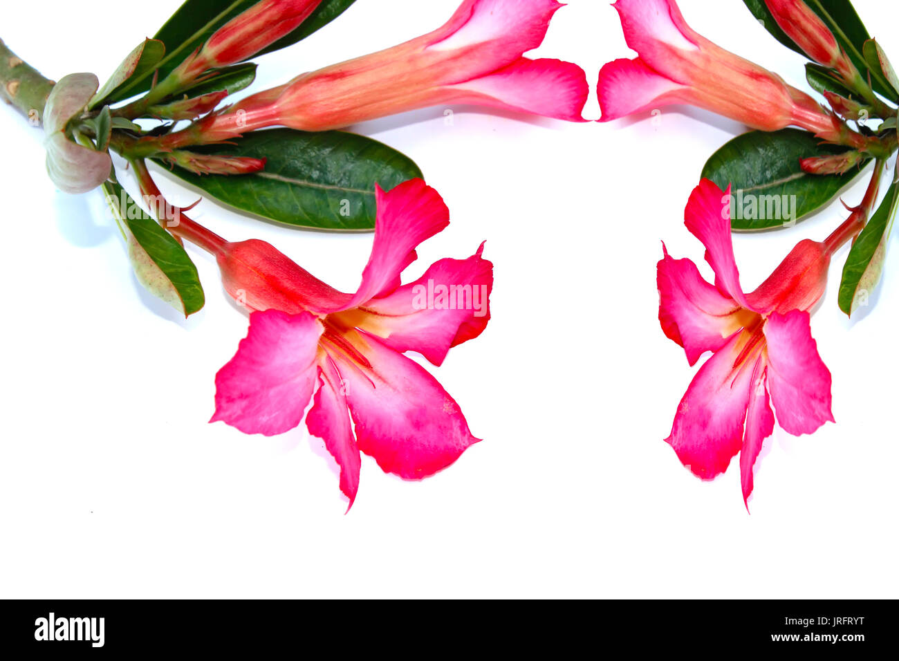 Flower isolated on white background Stock Photo - Alamy