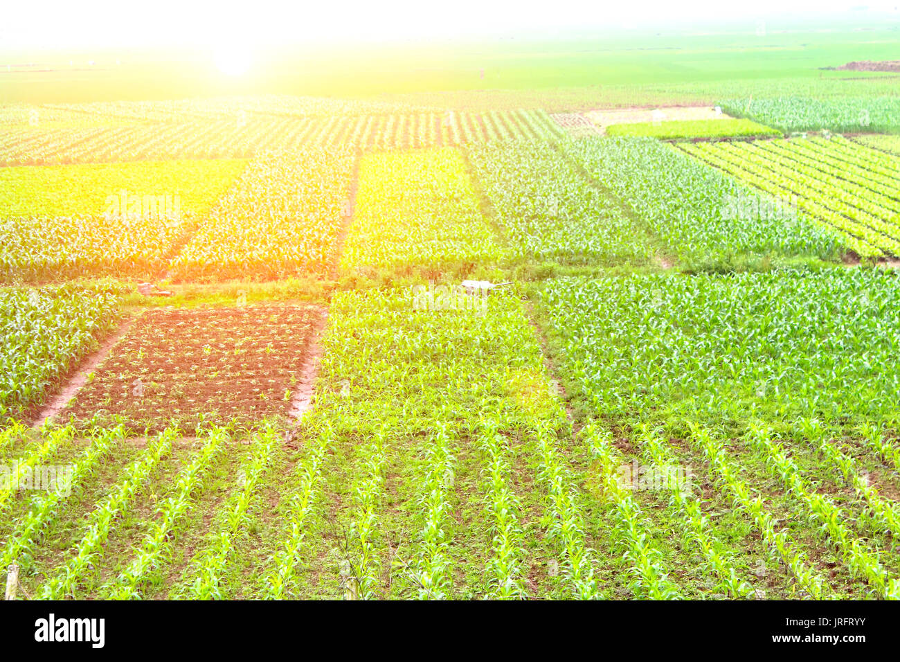field of vegetables Stock Photo - Alamy
