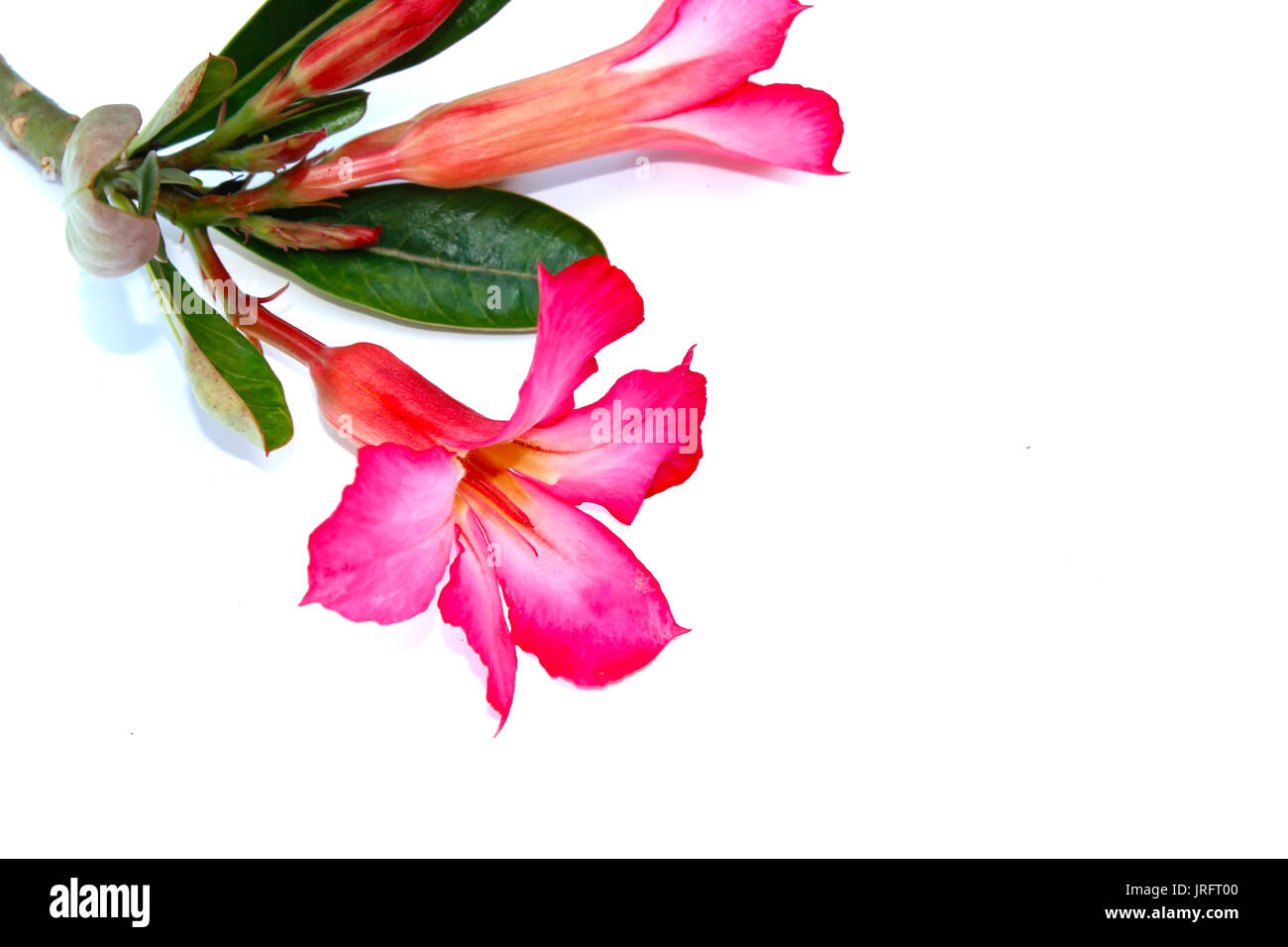 Flower isolated on white background Stock Photo - Alamy