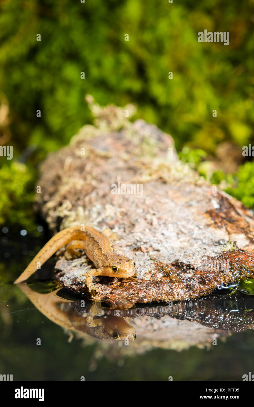 Smooth newt in a natural environment with water and reflections Stock ...
