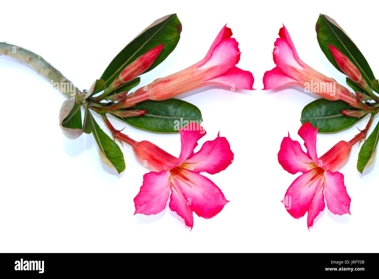 Flower isolated on white background Stock Photo - Alamy