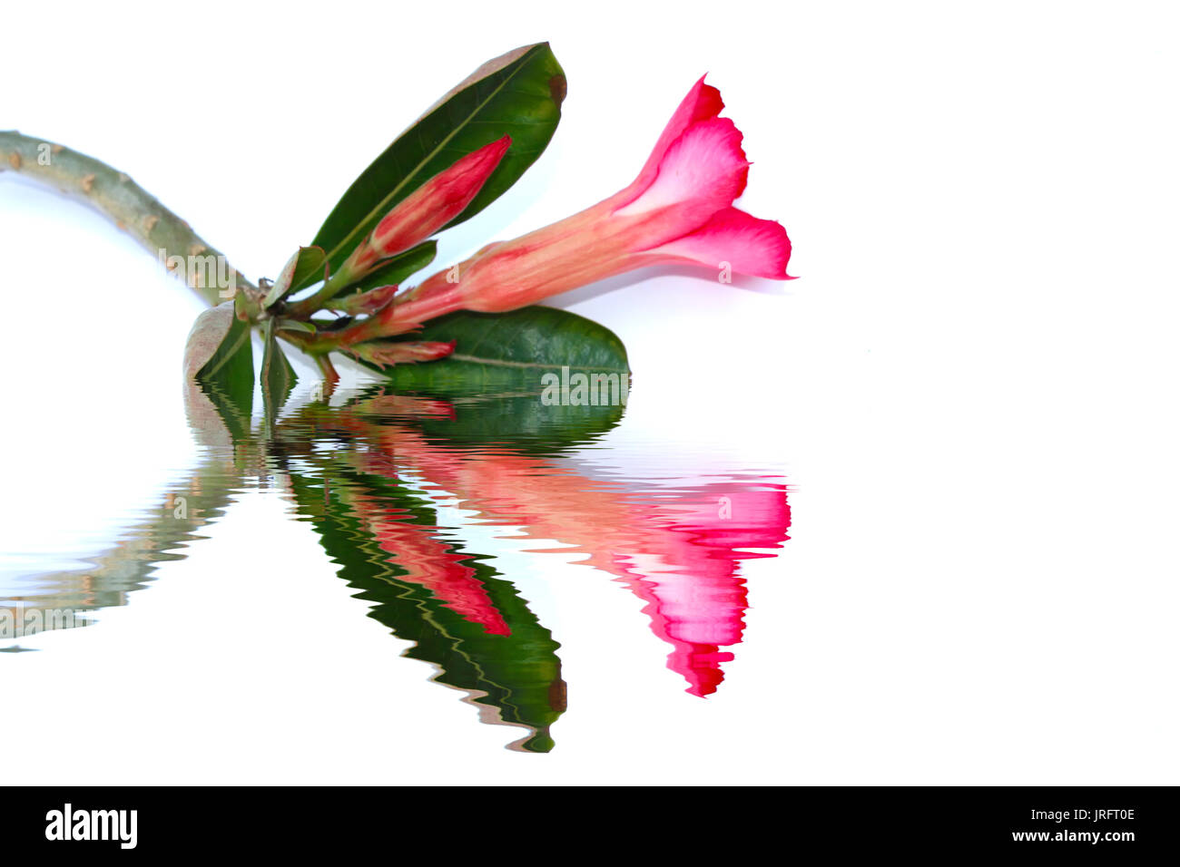 Flower isolated on white background Stock Photo - Alamy