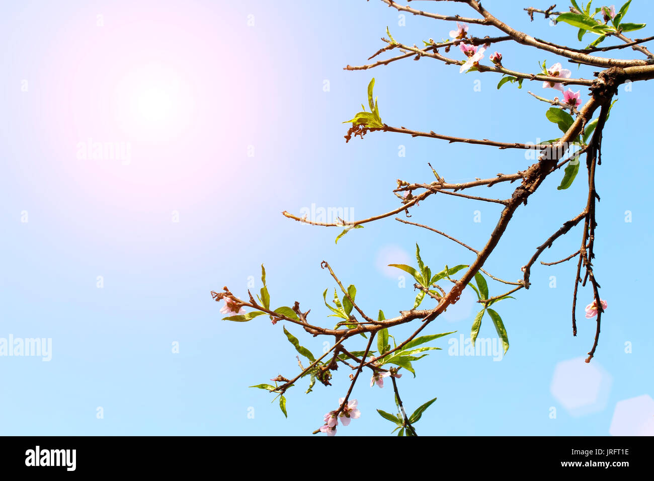 Flower In the sky Stock Photo - Alamy
