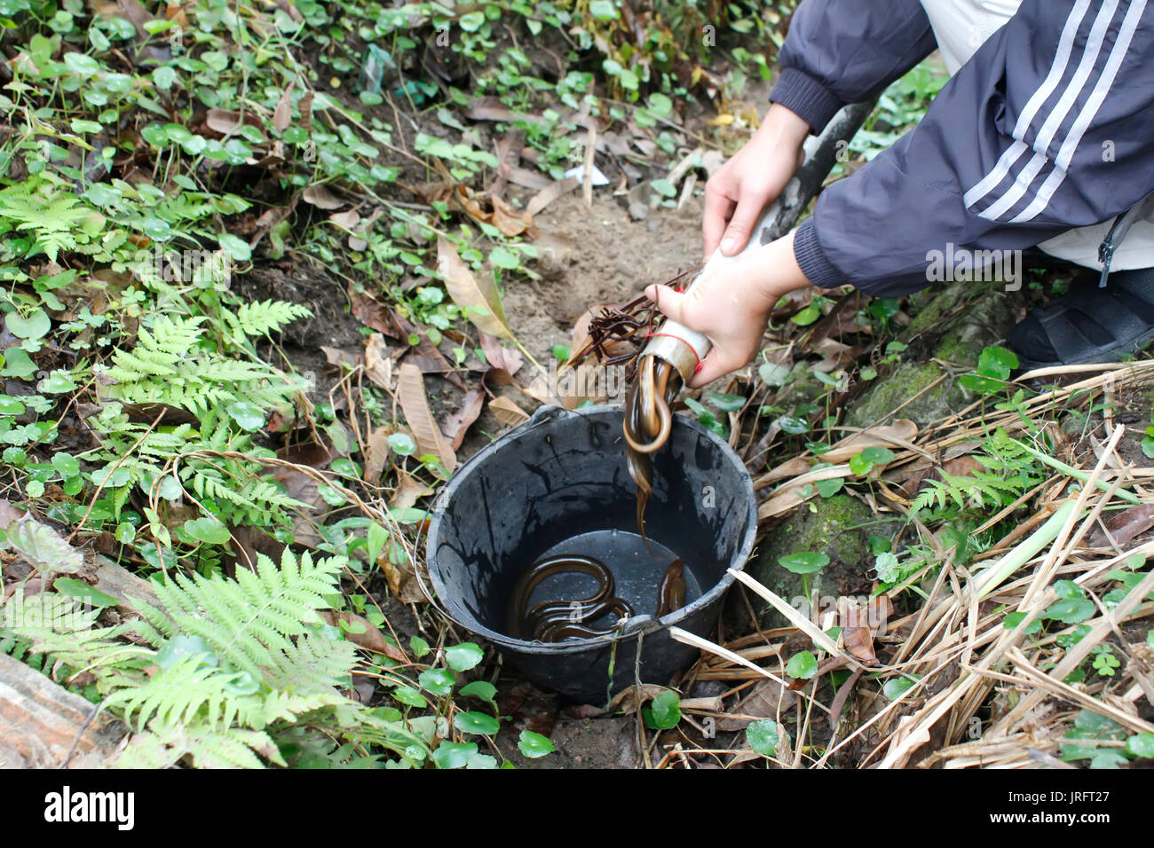 Catching eel hi-res stock photography and images - Alamy