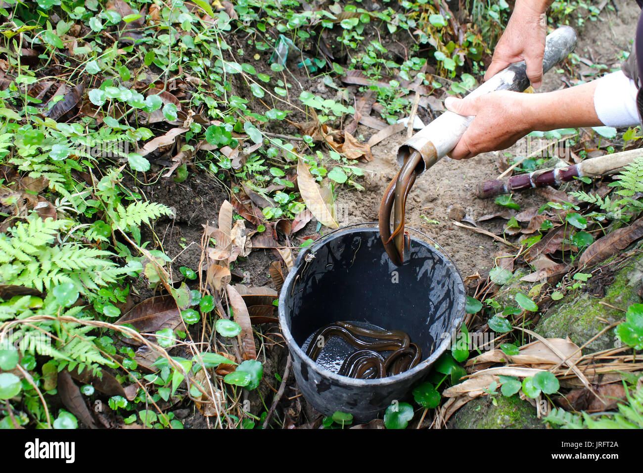 Catching Eel Stock Photos & Catching Eel Stock Images - Alamy