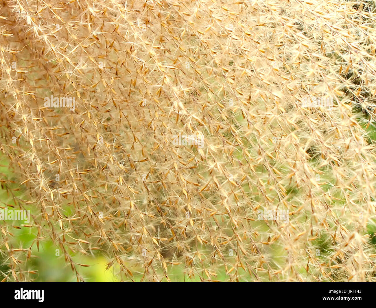 Dead ornamental grass hi-res stock photography and images - Alamy