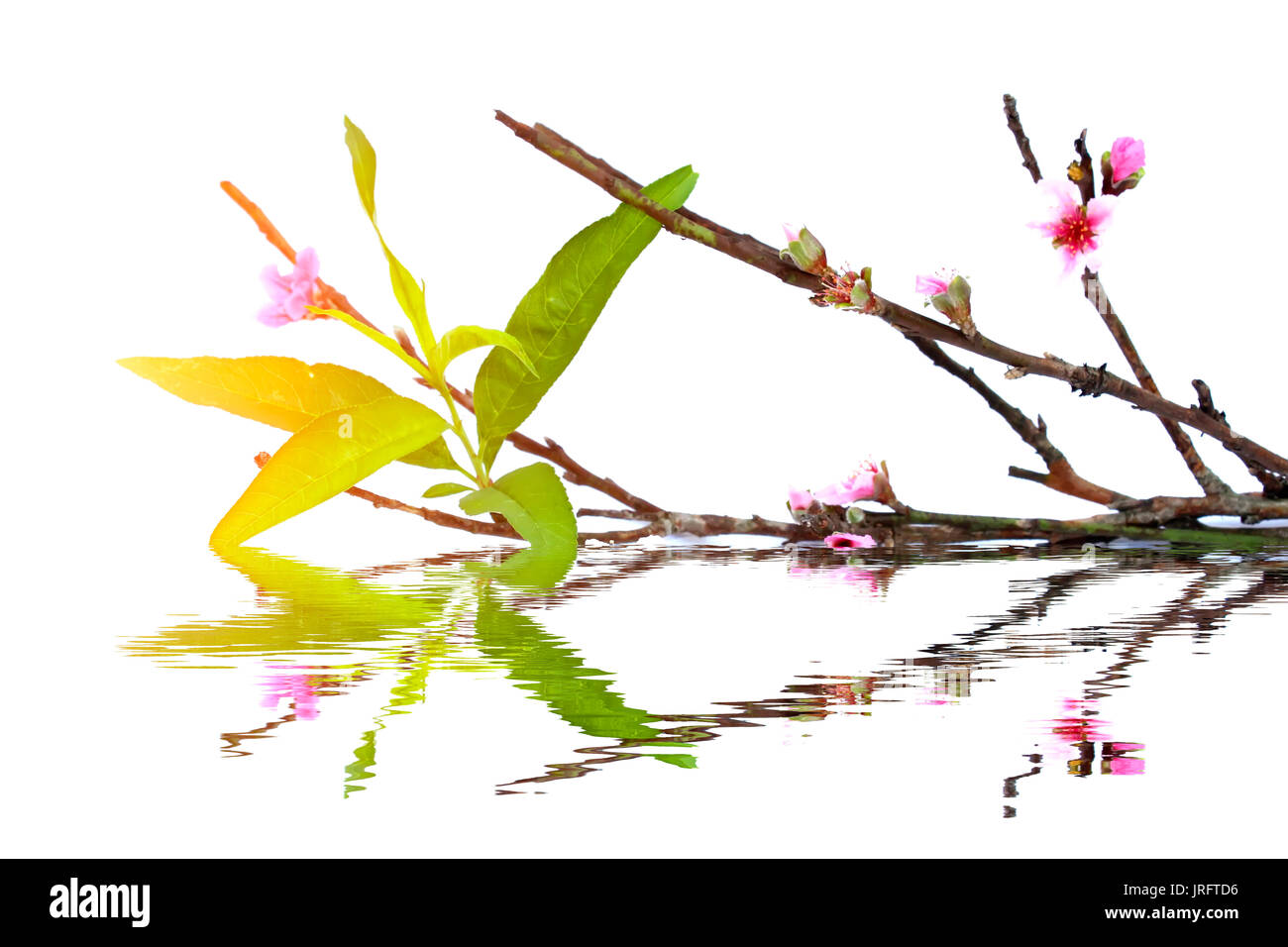 Peach flowers in bloom Cut Out Stock Images & Pictures - Alamy