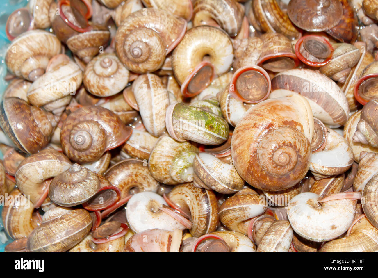 Babylon snail hi-res stock photography and images - Alamy