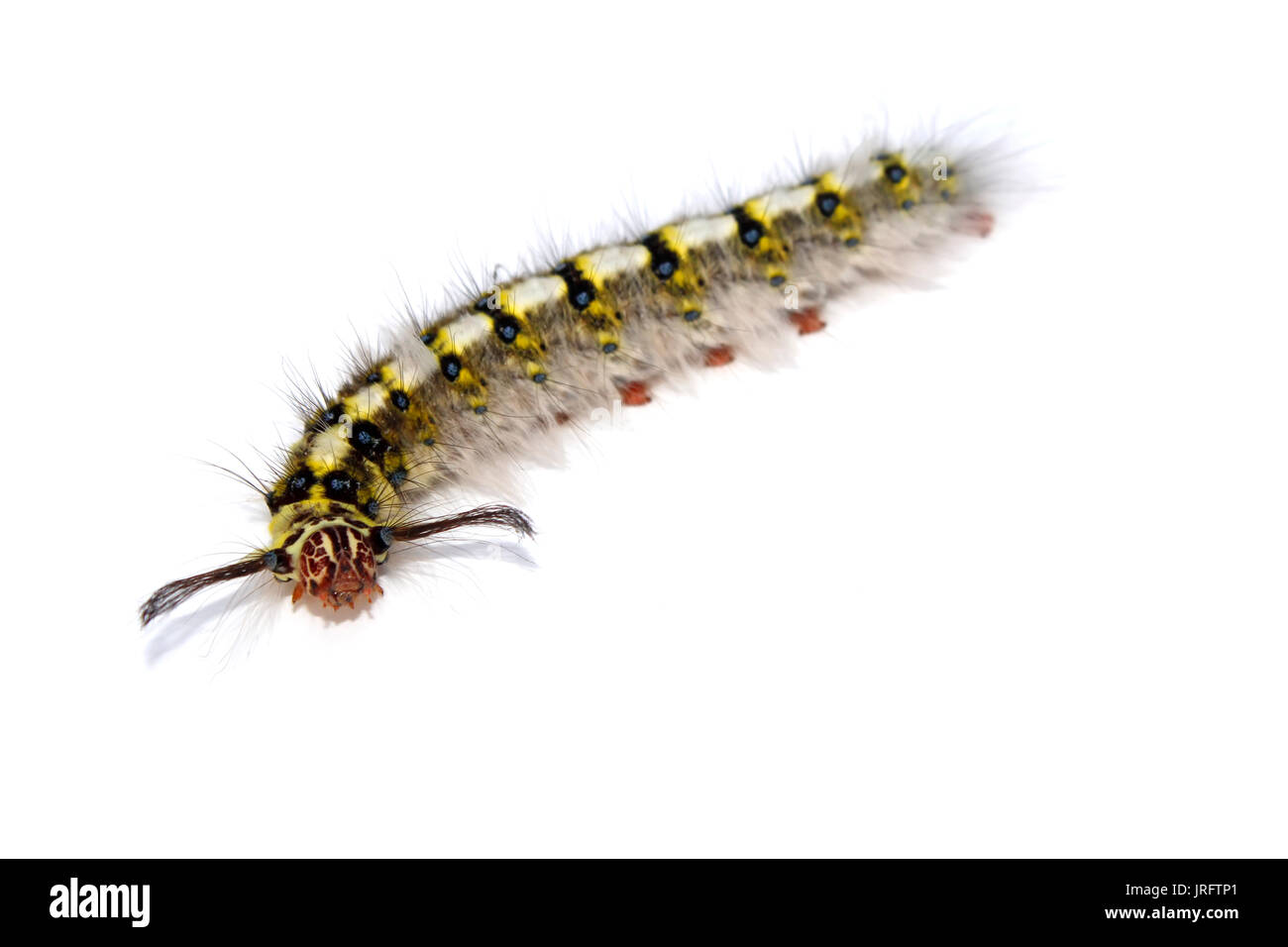 caterpillar on white background Stock Photo - Alamy