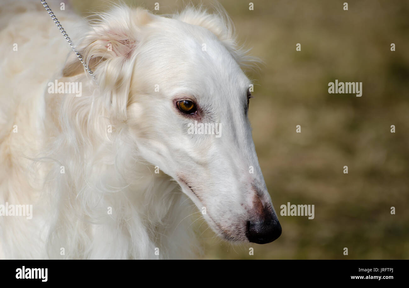 Borzoi hound hi-res stock photography and images - Alamy
