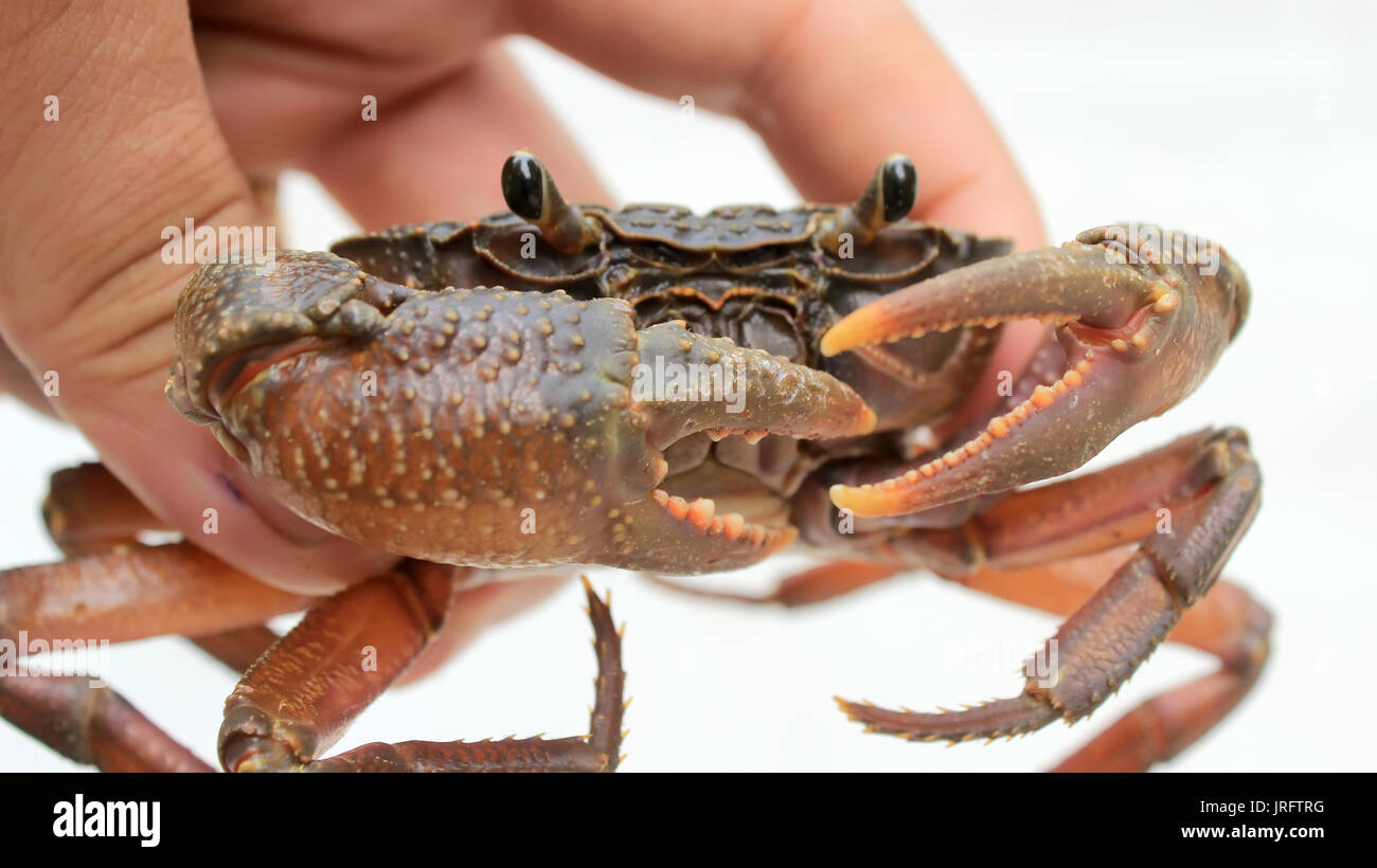 Hairy crab china hi-res stock photography and images - Alamy