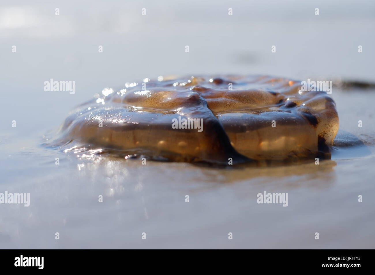 Wildlife marine english channel hi-res stock photography and images - Alamy