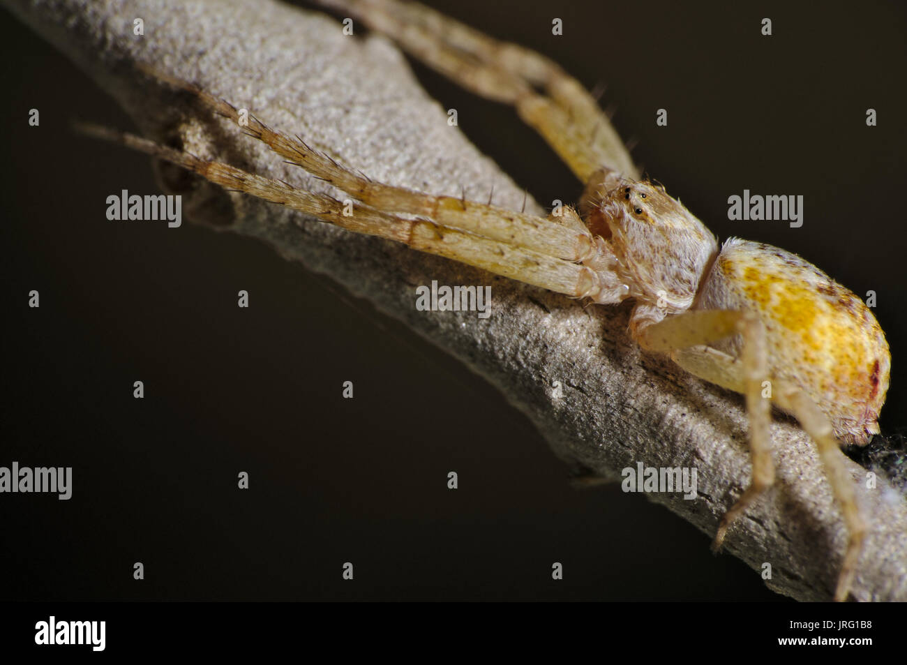 Hairy crab spider hi-res stock photography and images - Alamy