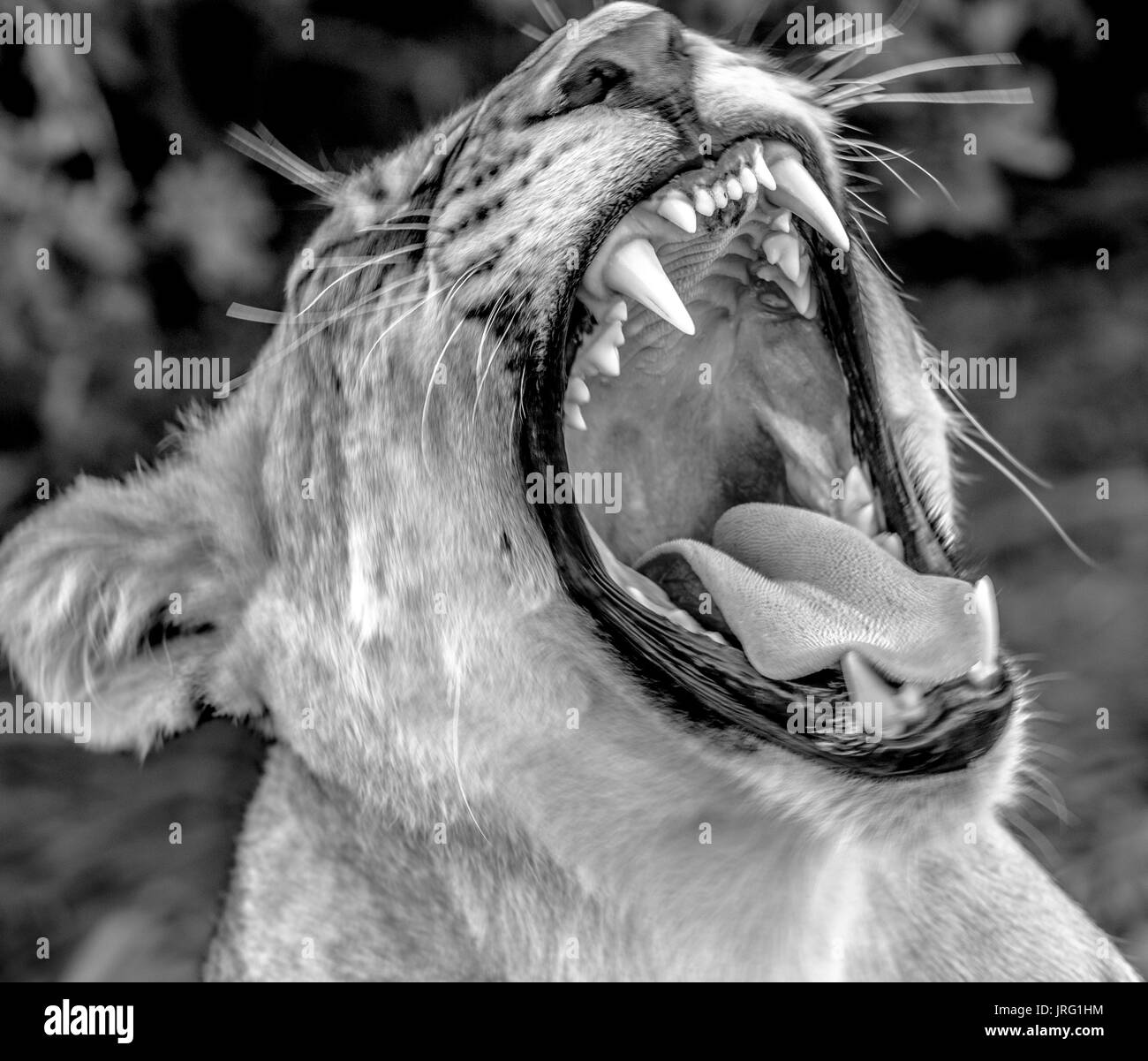 Close up head shot of adult lioness yawning Stock Photo - Alamy