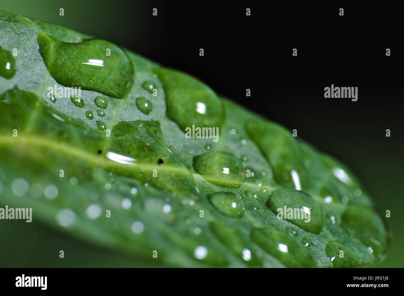 Raindrop structure hi-res stock photography and images - Alamy