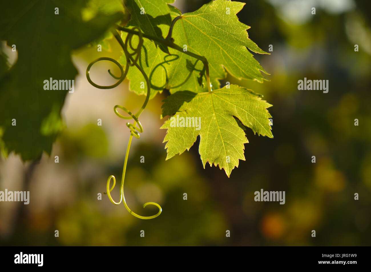 Vine Leaves with bokeh effect Stock Photo - Alamy