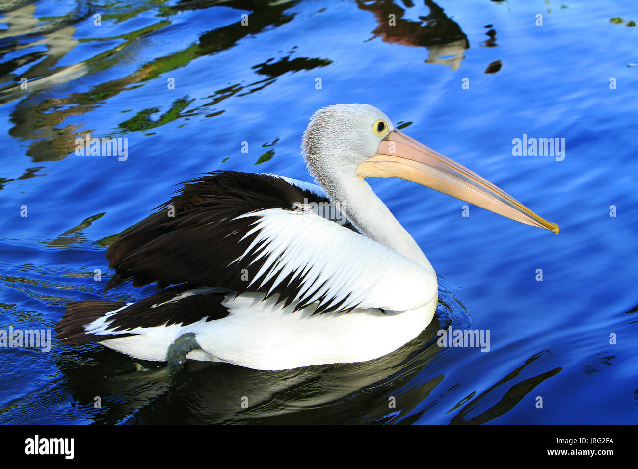 Australian pelican swim hi-res stock photography and images - Alamy