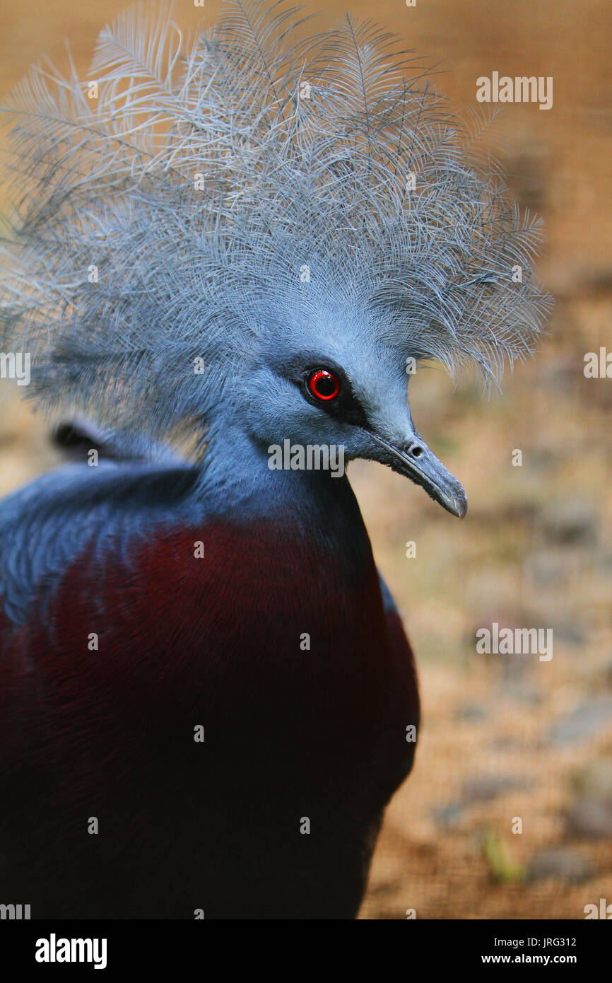 Close up victoria crowned pigeon hi-res stock photography and images ...
