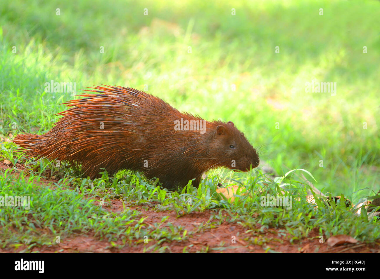 Spine animal hi-res stock photography and images - Alamy