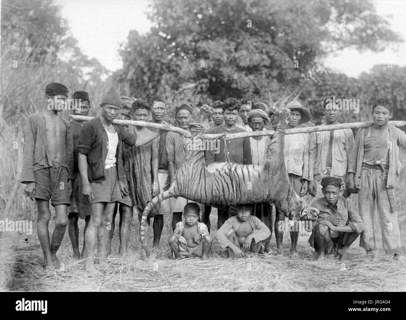 Tiger Hunting Vintage High Resolution Stock Photography and Images - Alamy