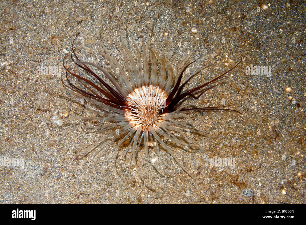 Arachnanthus sp hi-res stock photography and images - Alamy