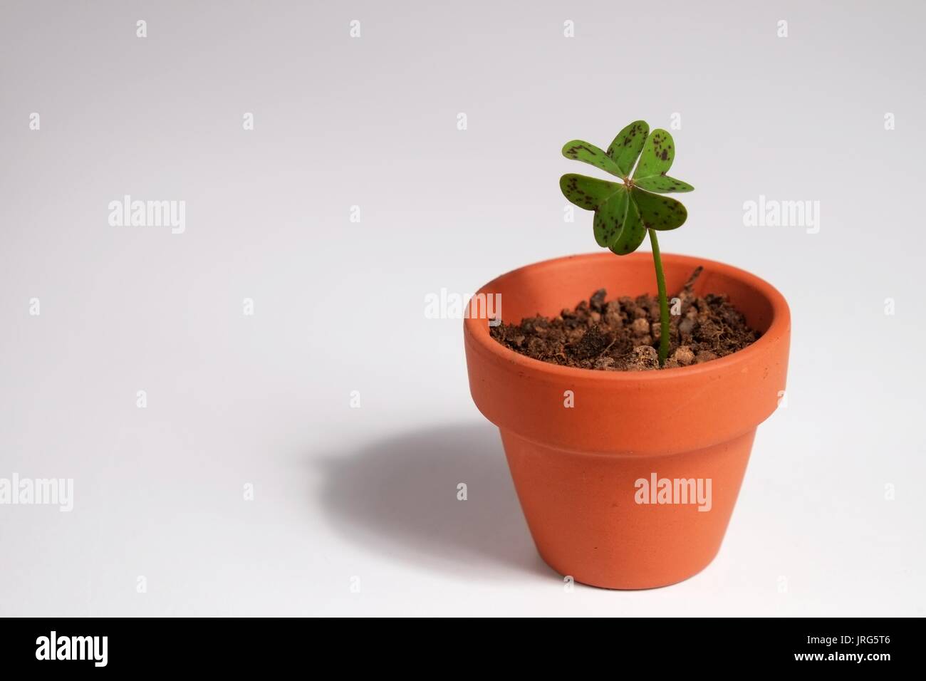 Four-leaf clover planted in a clay pot Stock Photo - Alamy