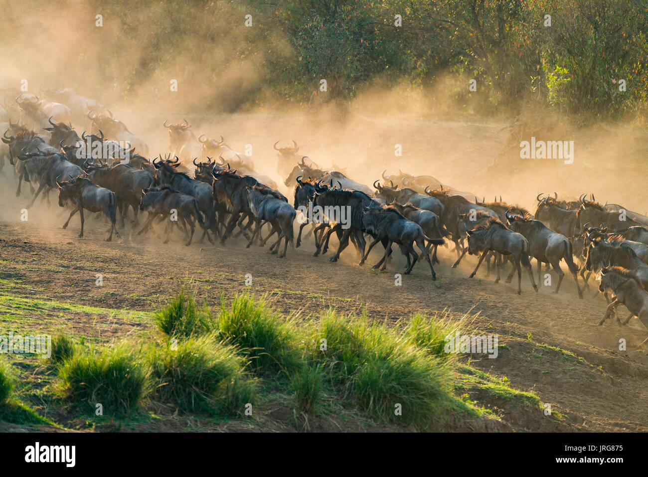 Gnu migration hi-res stock photography and images - Alamy