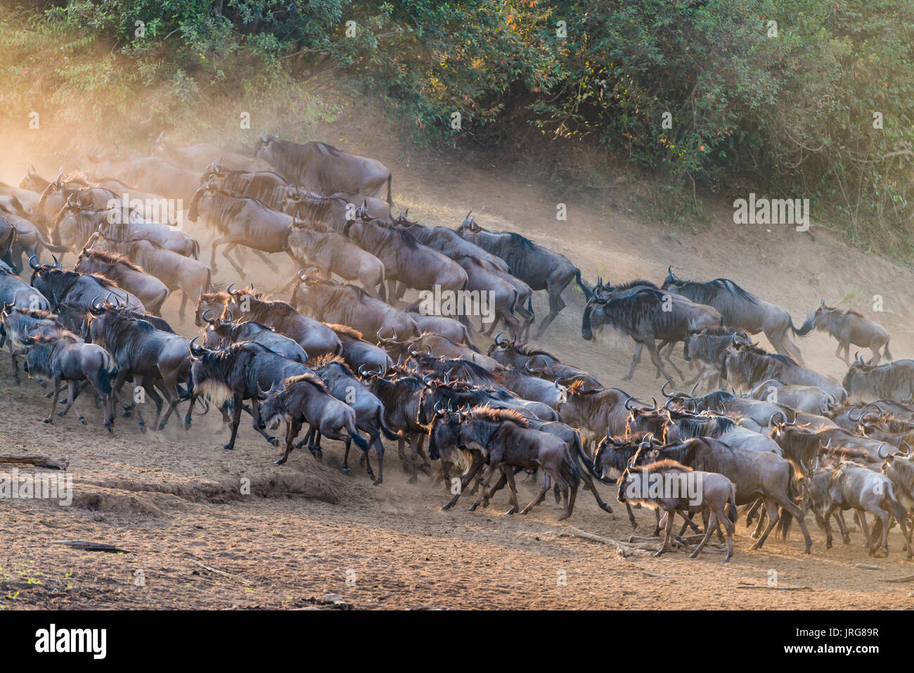 Great migration- Gnu- Masai Mara, Kenya Stock Photo - Alamy