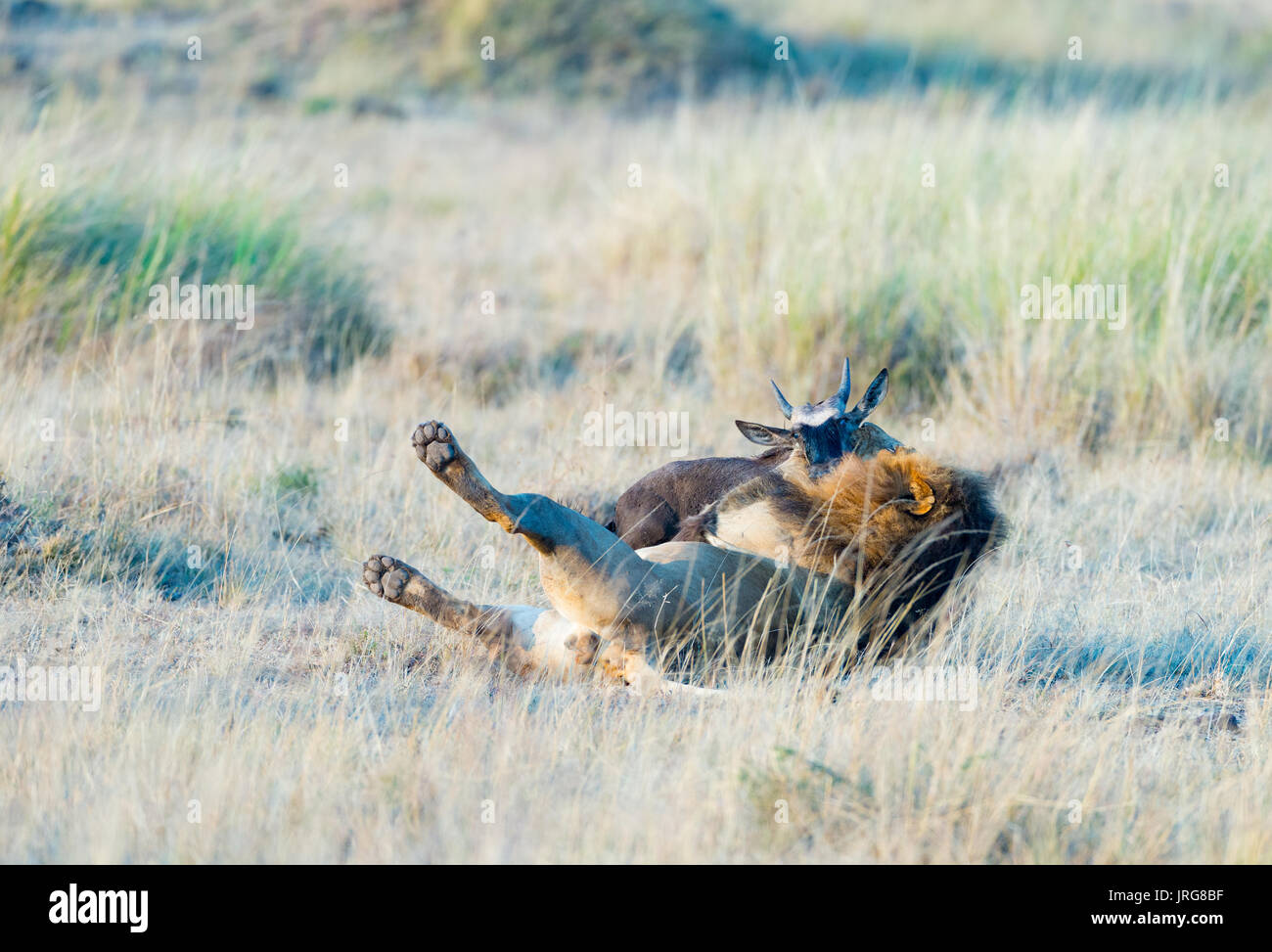 Lion with captured Gnu Stock Photo - Alamy