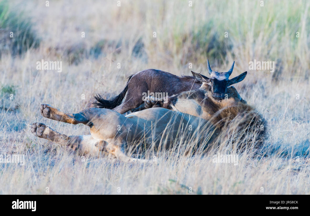 Lion with captured Gnu Stock Photo - Alamy