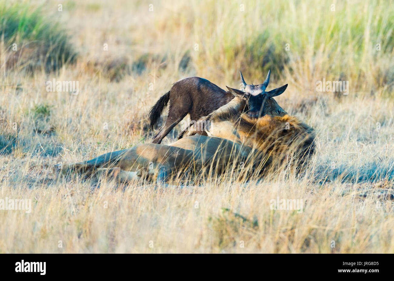 Lion with captured Gnu Stock Photo - Alamy