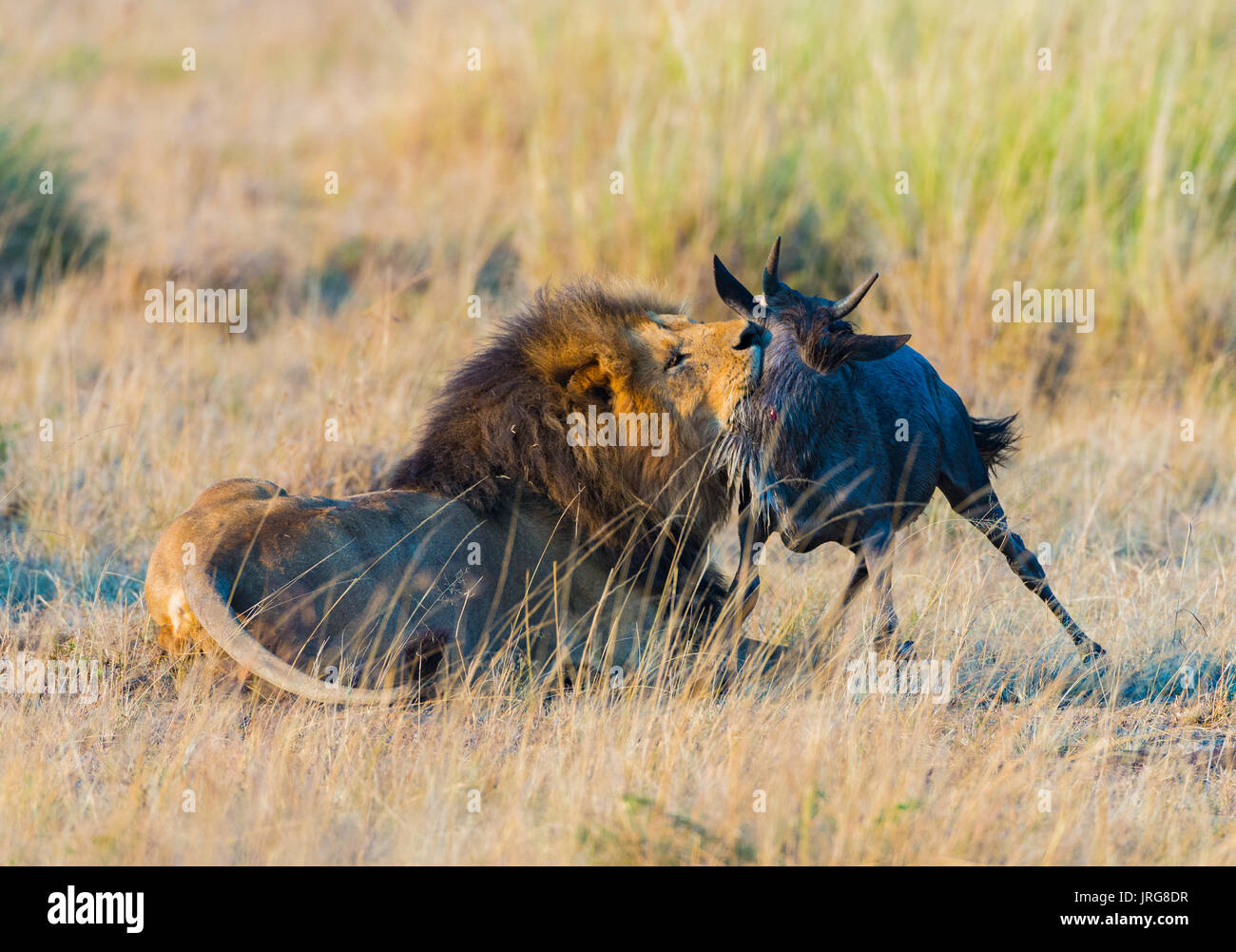 Lion with captured Gnu Stock Photo - Alamy