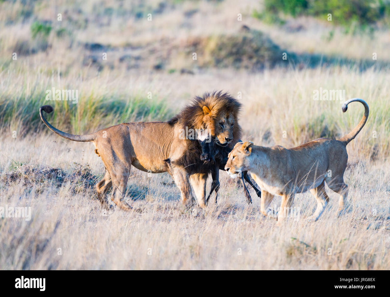 Lion with captured Gnu Stock Photo - Alamy