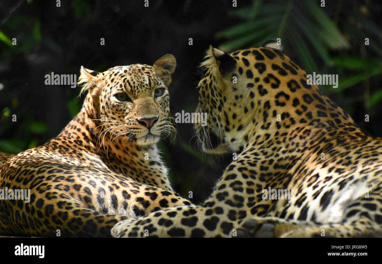 Indian leopard hi-res stock photography and images - Alamy
