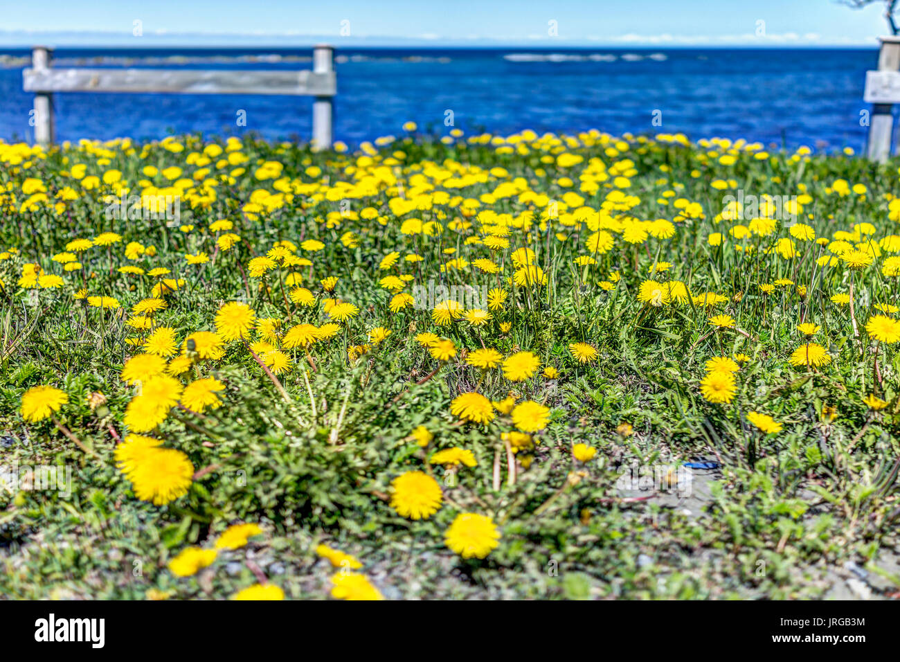 Field of yellow dandelion flowers by silver painted wooden fence along ...