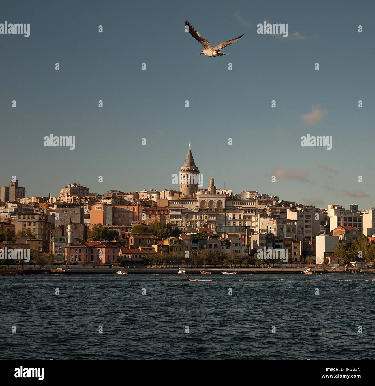Galata Tower and Seagull Stock Photo - Alamy Galata Tower and Seagull Stock Photo - Alamy