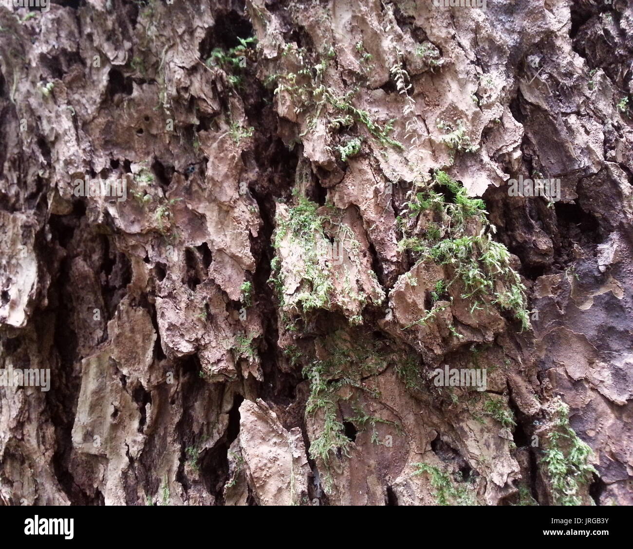 Mossy Wood Texture 3 Stock Photo - Alamy