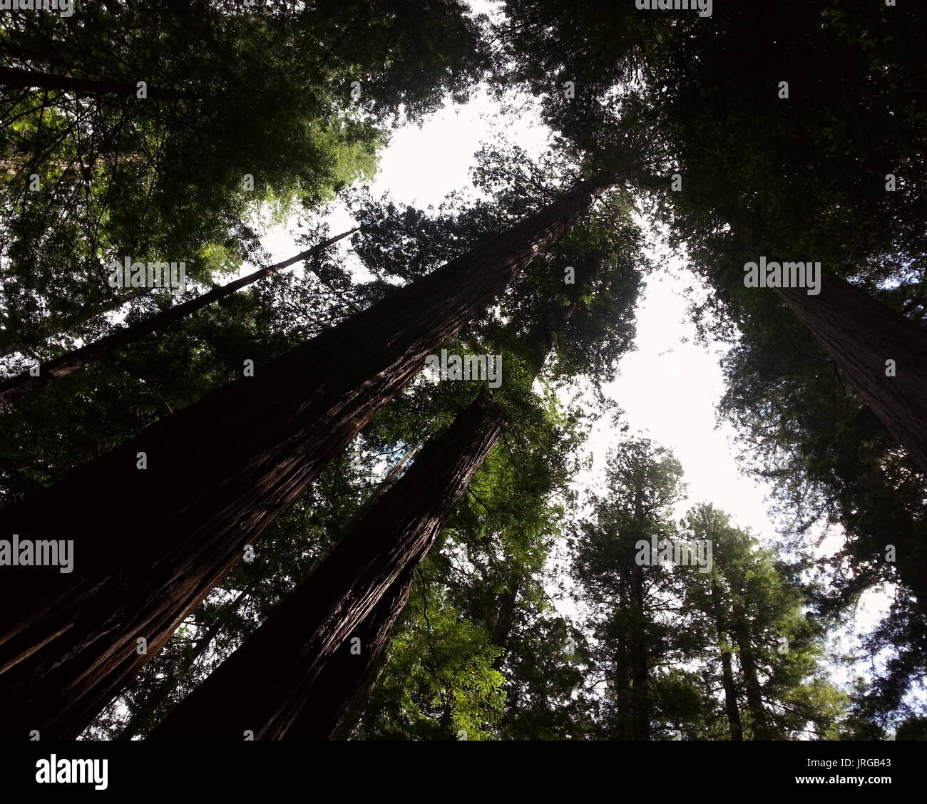 Redwood Canopy Overhead Stock Photo - Alamy